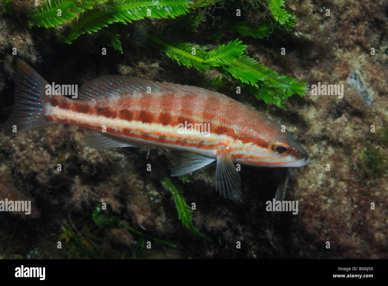 Comber Fish High Resolution Stock Photography and Images - Alamy