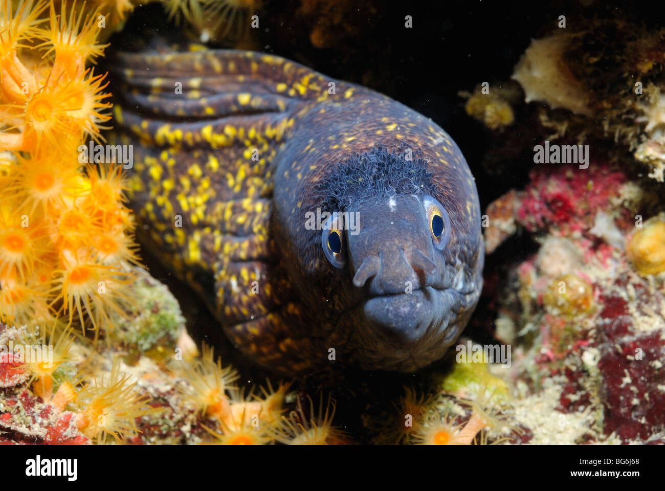 Mediterranean moray fish in the Mediterranean Sea, off Monaco Stock ...