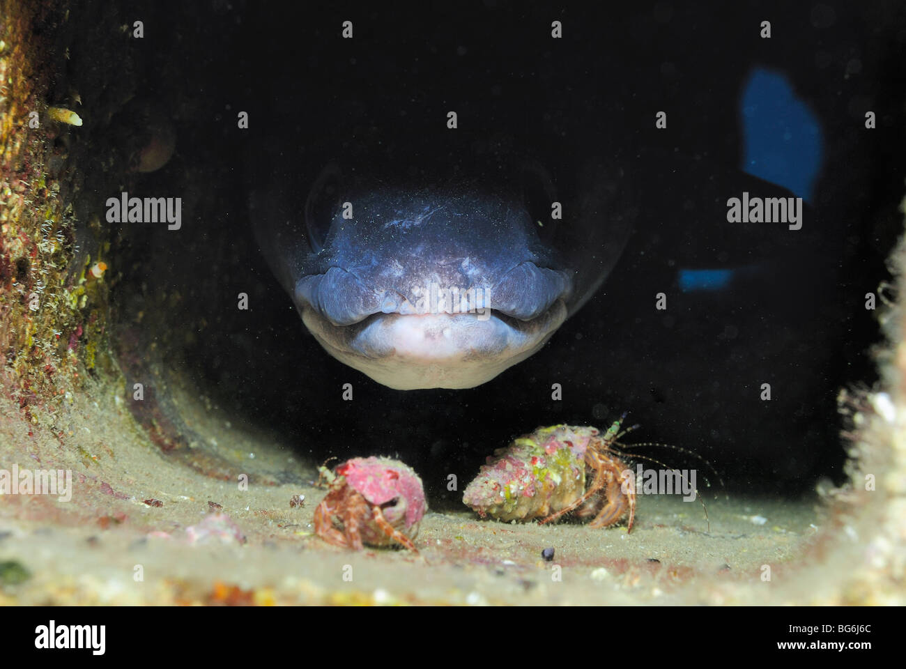 European conger fish in the Mediterranean Sea, off Monaco Stock Photo ...