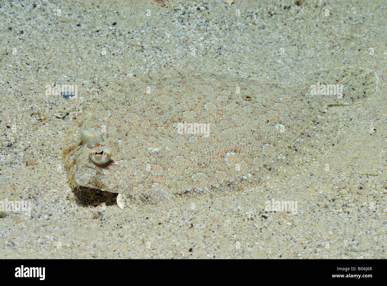 Wide-eyed flounder fish in the Mediterranean Sea, off Monaco Stock ...