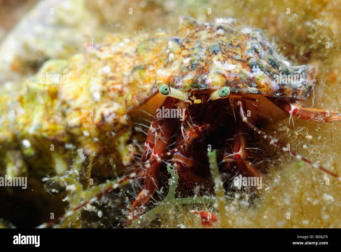 Hermit crab in the mediterranean sea hi-res stock photography and ...