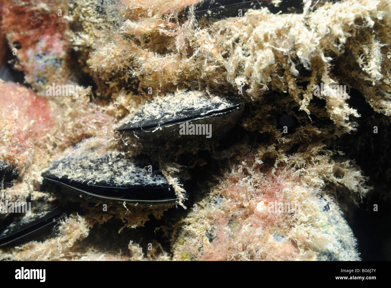 Mediterranean mussels in the Mediterranean Sea, off Monaco Stock Photo ...