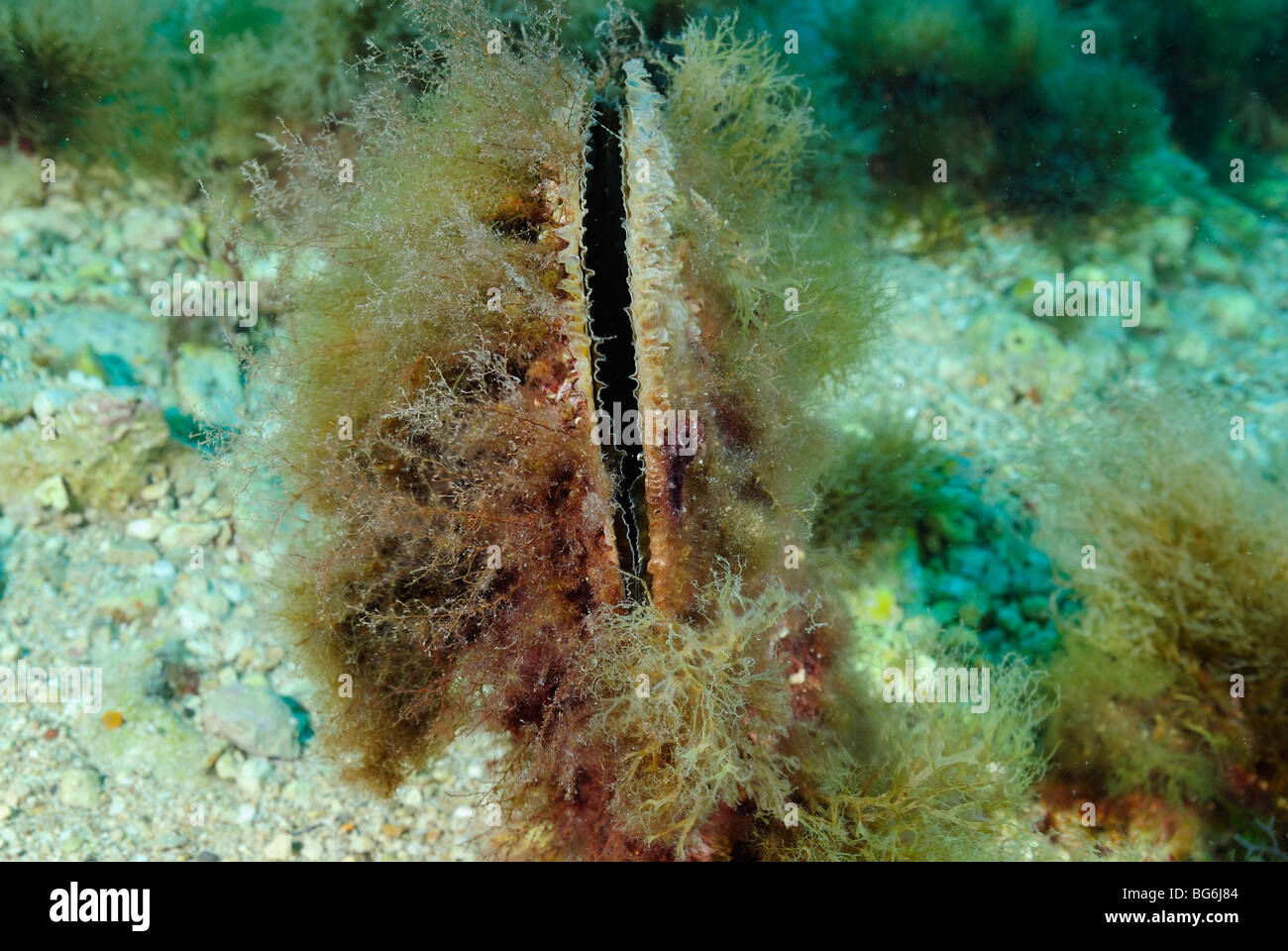 Pen shell hi-res stock photography and images - Alamy