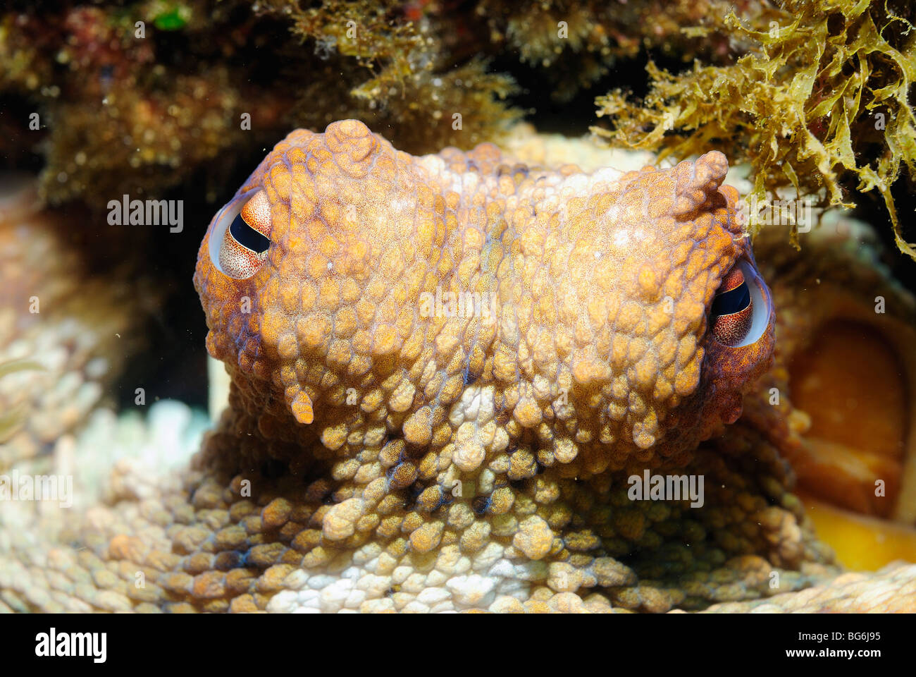 Common octopus in the Mediterranean sea Stock Photo - Alamy