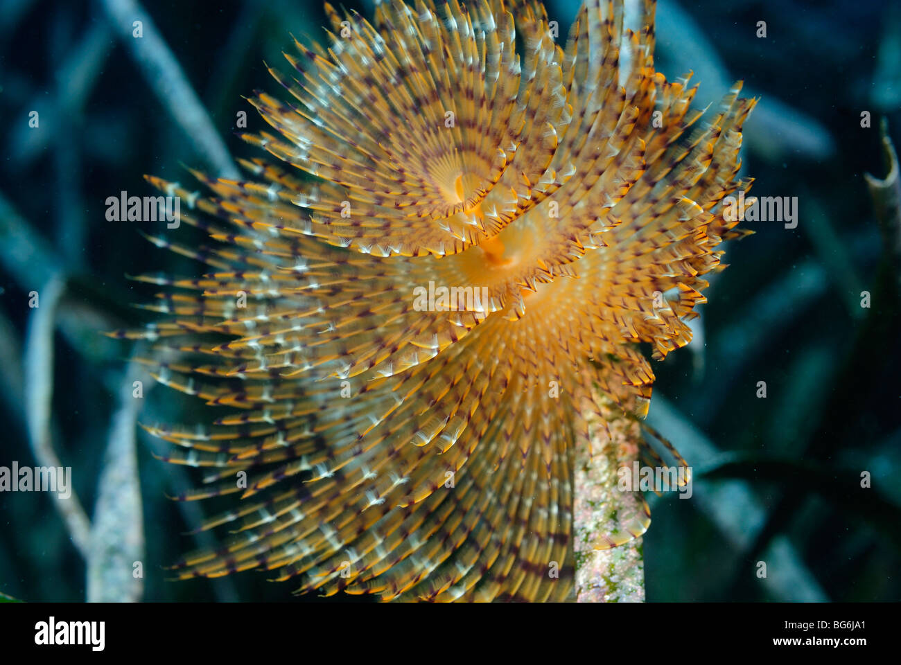 Deep sea worm hi-res stock photography and images - Alamy