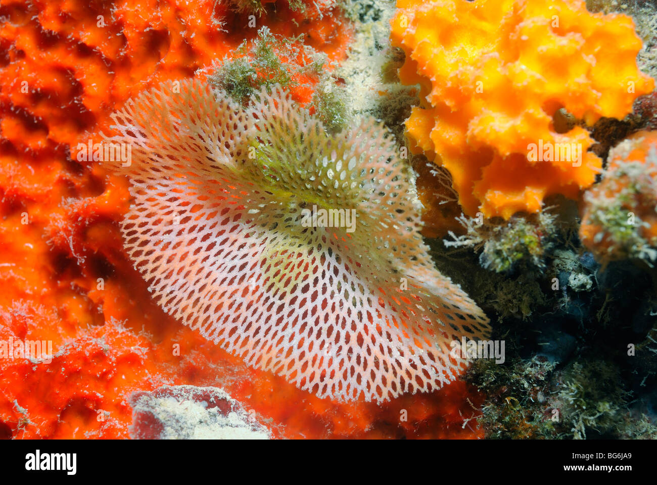 Neptune lace in the Mediterranean sea Stock Photo - Alamy
