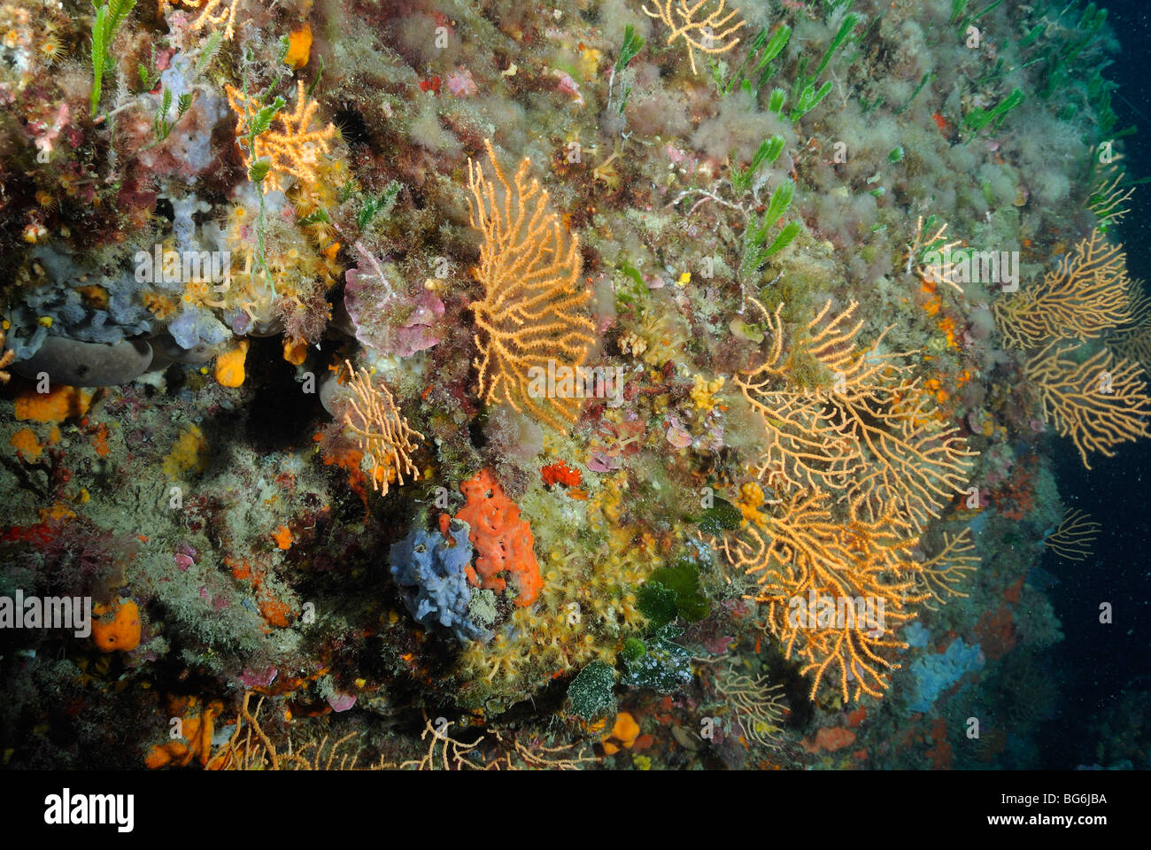 Colony yellow gorgonians mediterranean gorgonian hi-res stock ...