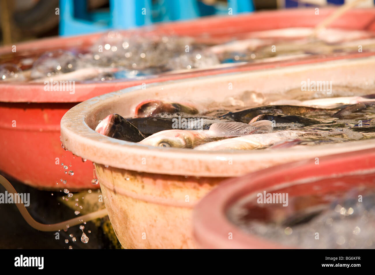 Fish market shanghai hi-res stock photography and images - Alamy