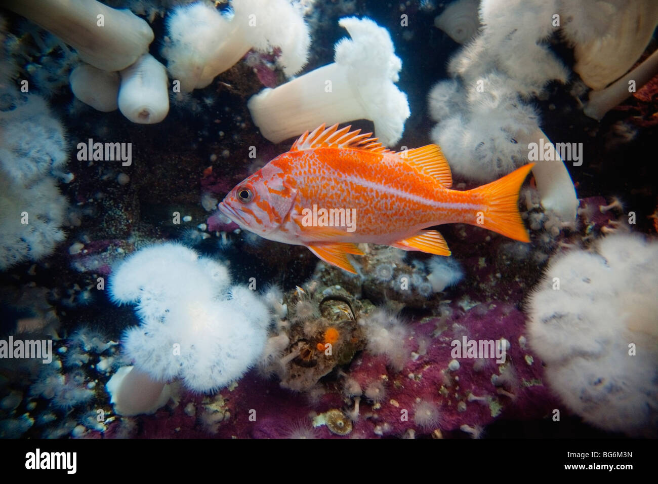 Cative Copper Rockfish (Sebastes caurinus), Vancouver Aquarium ...