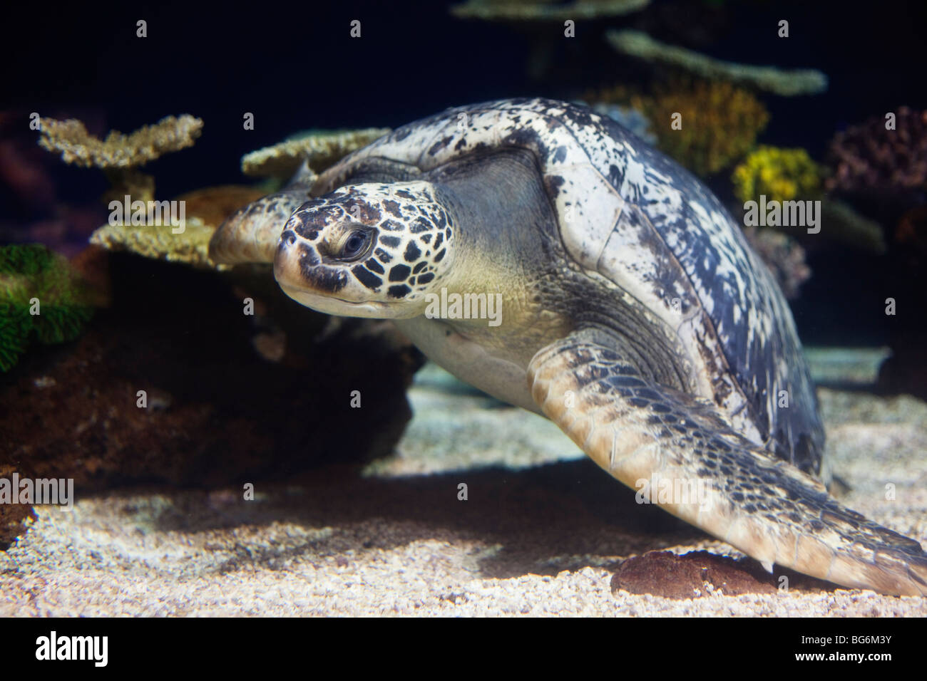 Vancouver aquarium hi-res stock photography and images - Alamy