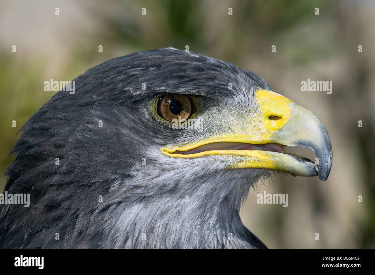 France, Languedoc, Beaucaire, portrait of a blue eagle of Chile Stock ...