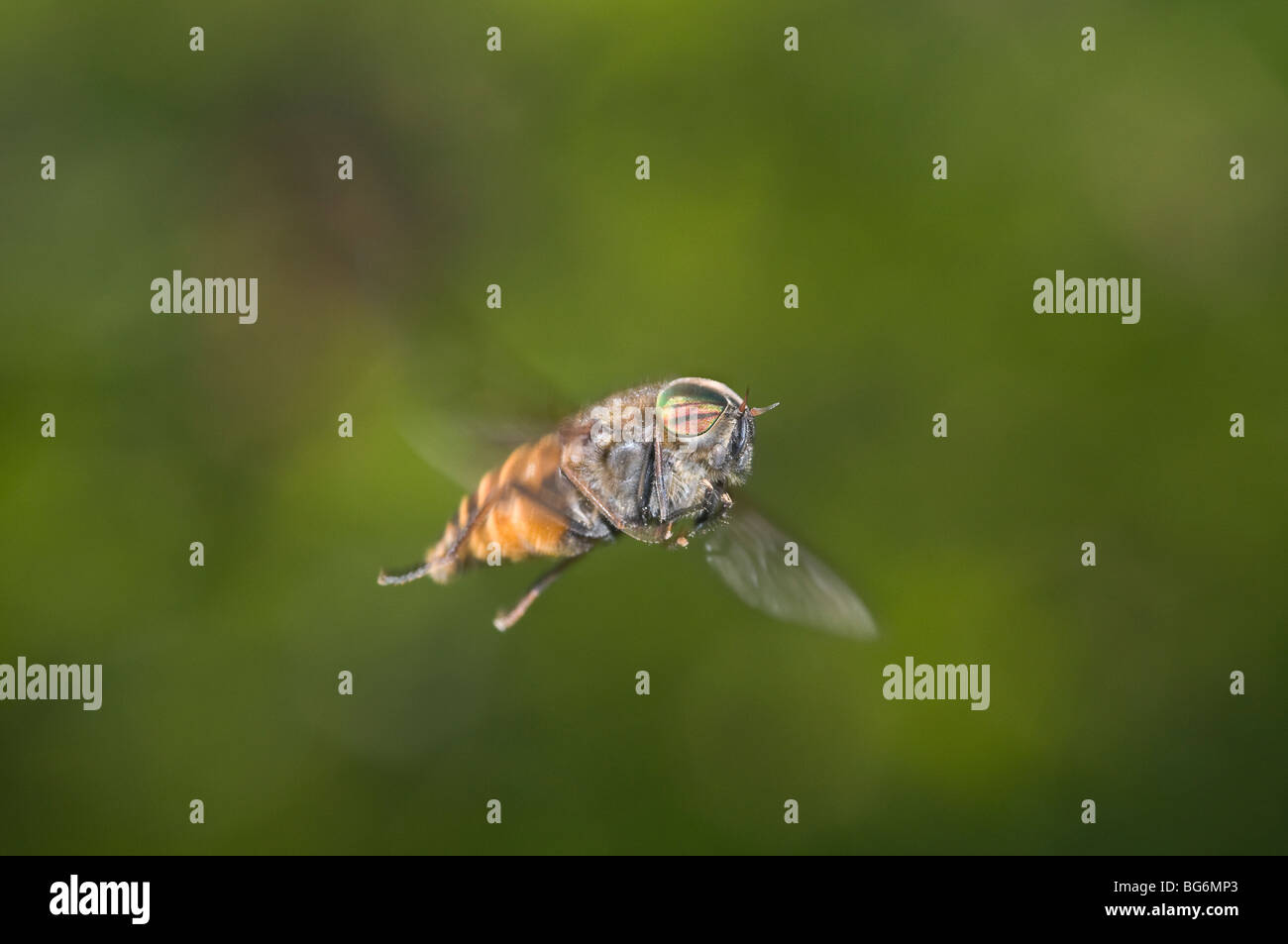 Diptera flying hi-res stock photography and images - Alamy