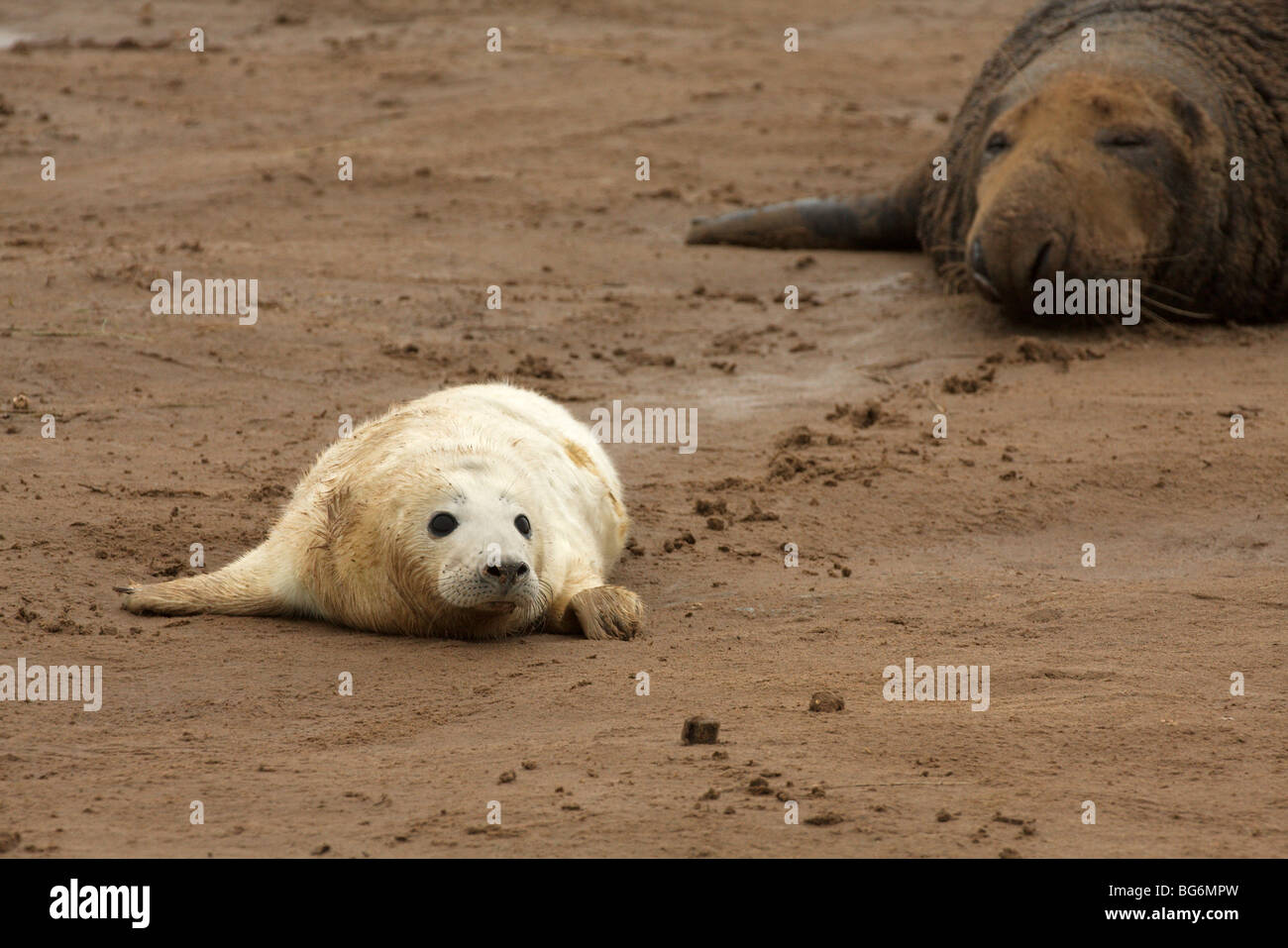 Seal Running Away