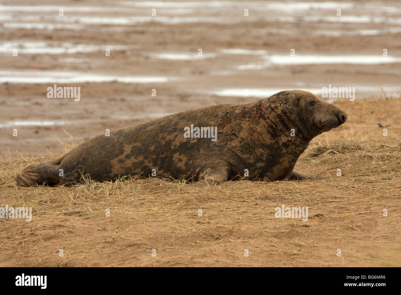 A young bull grey seal showing wounds from fighting hauled out on a ...