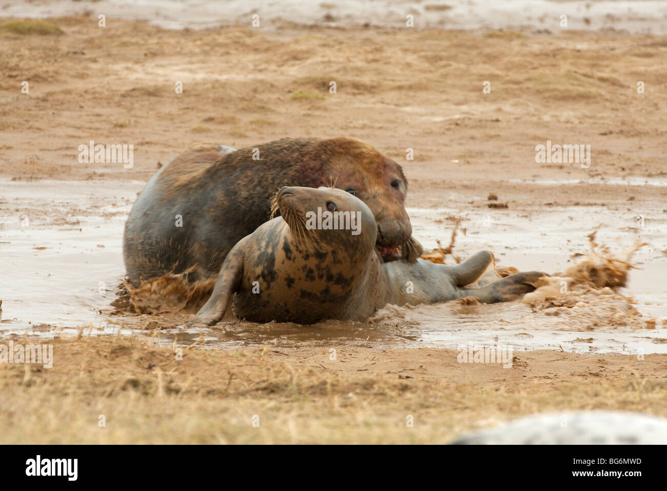 Gray grey seals mating hi-res stock photography and images - Alamy