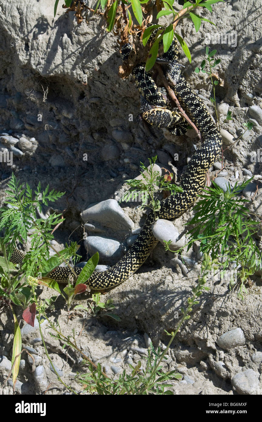 Water snakes hi-res stock photography and images - Alamy