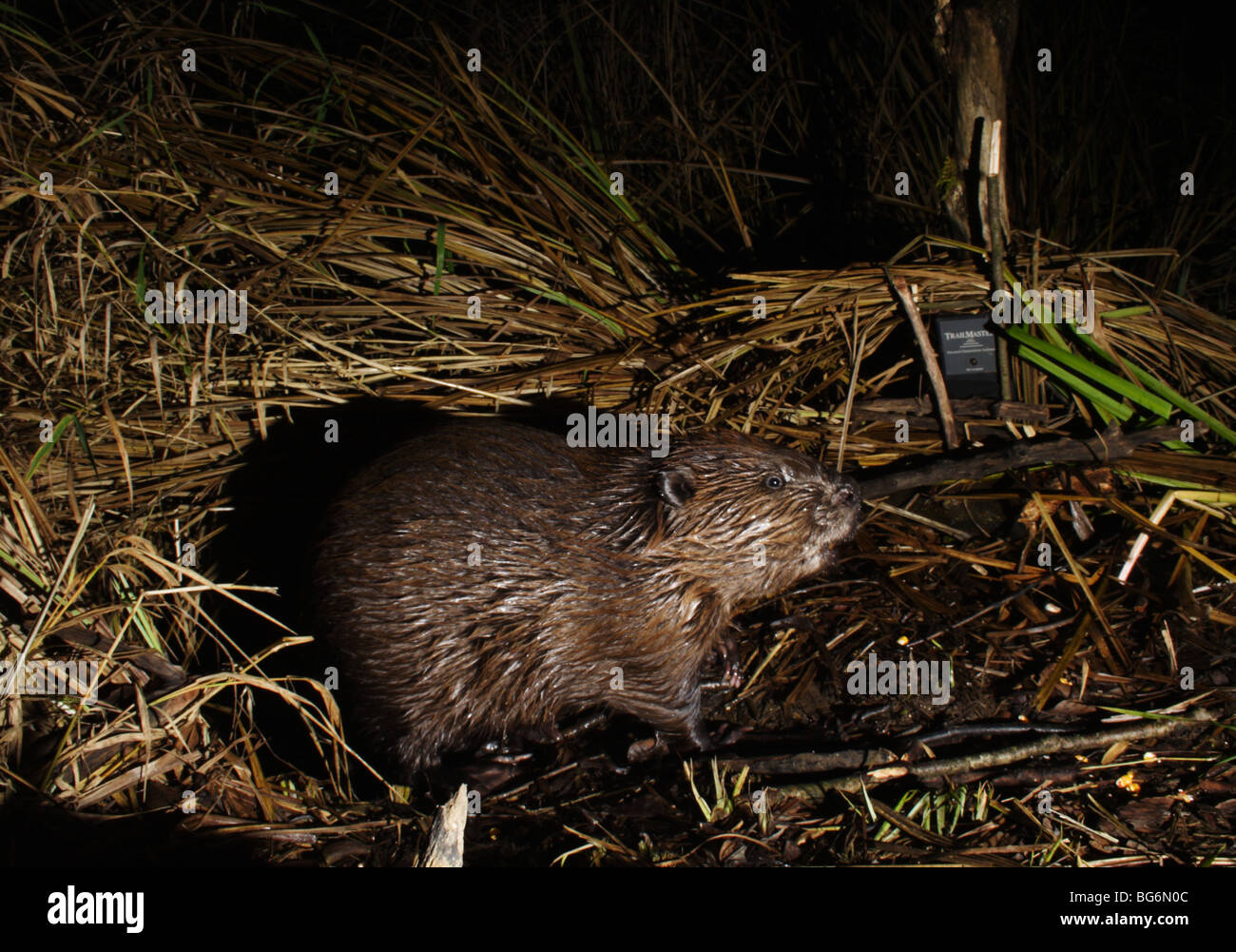 European beaver castor fiber hi-res stock photography and images - Alamy