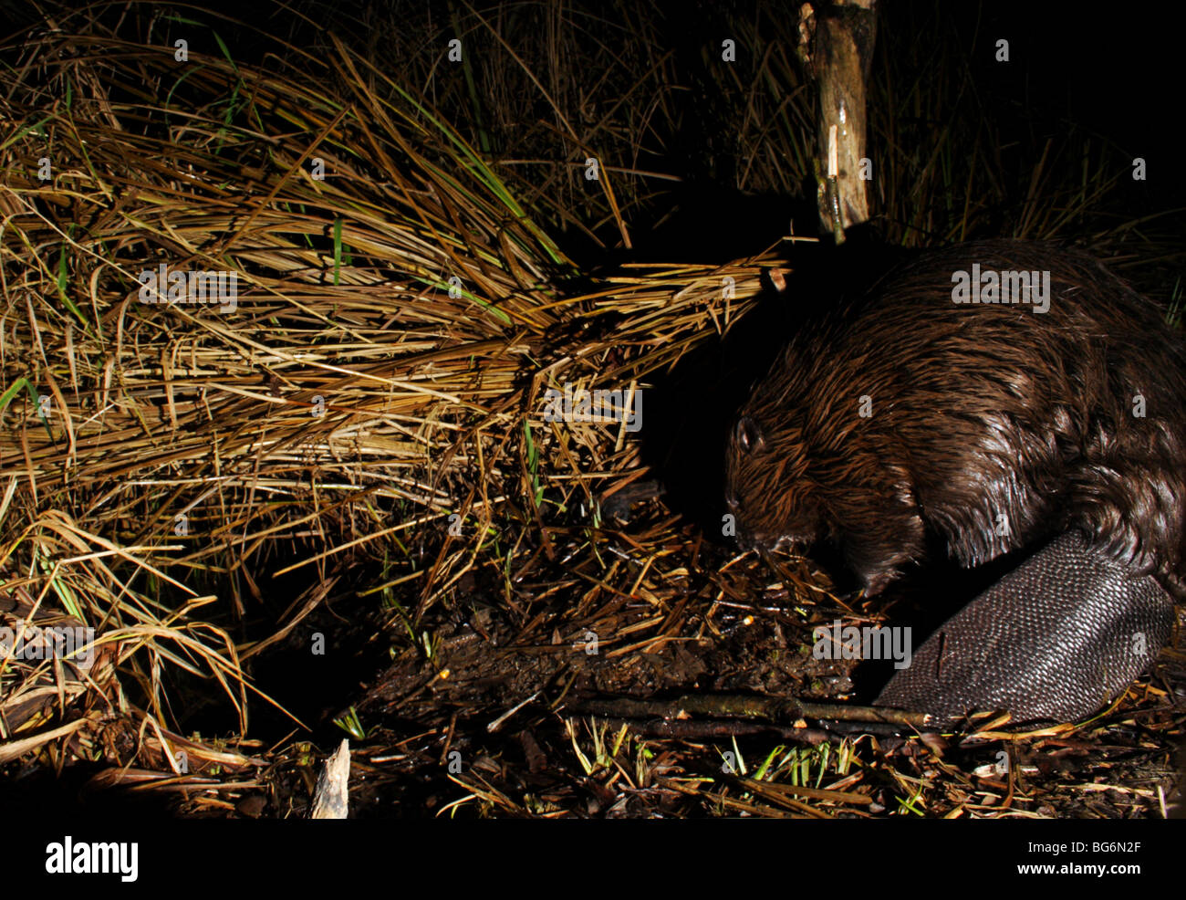 European beaver Castor fiber in Slovenia Stock Photo - Alamy