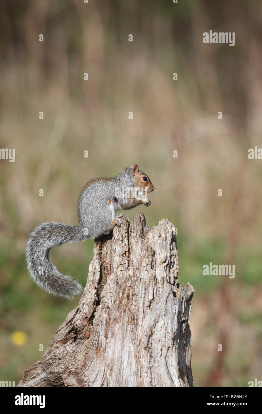 Dead grey squirrel hi-res stock photography and images - Alamy