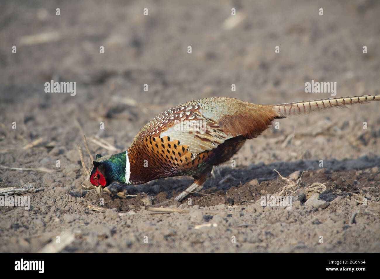 Common Pheasant cock (Phasianus colchicus) foraging in field Stock ...