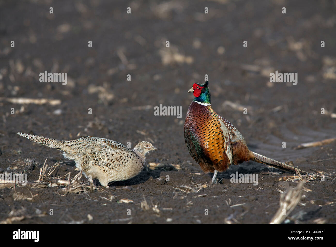 Common pheasants (Phasianus colchicus) couple displaying courtship in field Stock Photo - Alamy