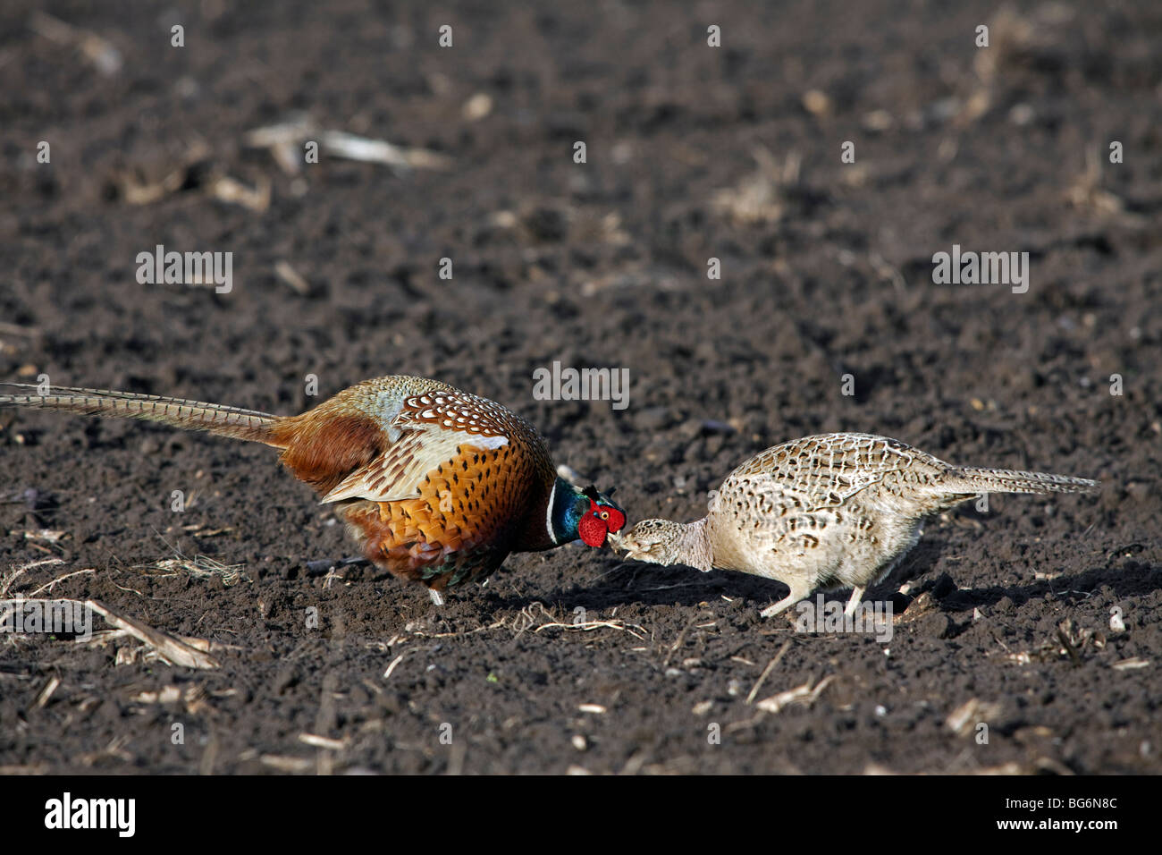 Common pheasants (Phasianus colchicus) couple displaying courtship in ...
