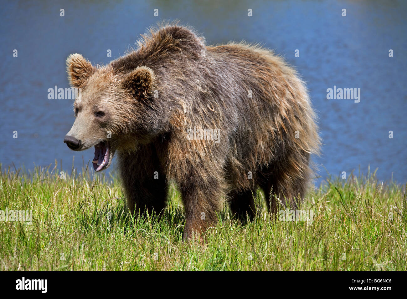 Brown bear yawning hi-res stock photography and images - Alamy