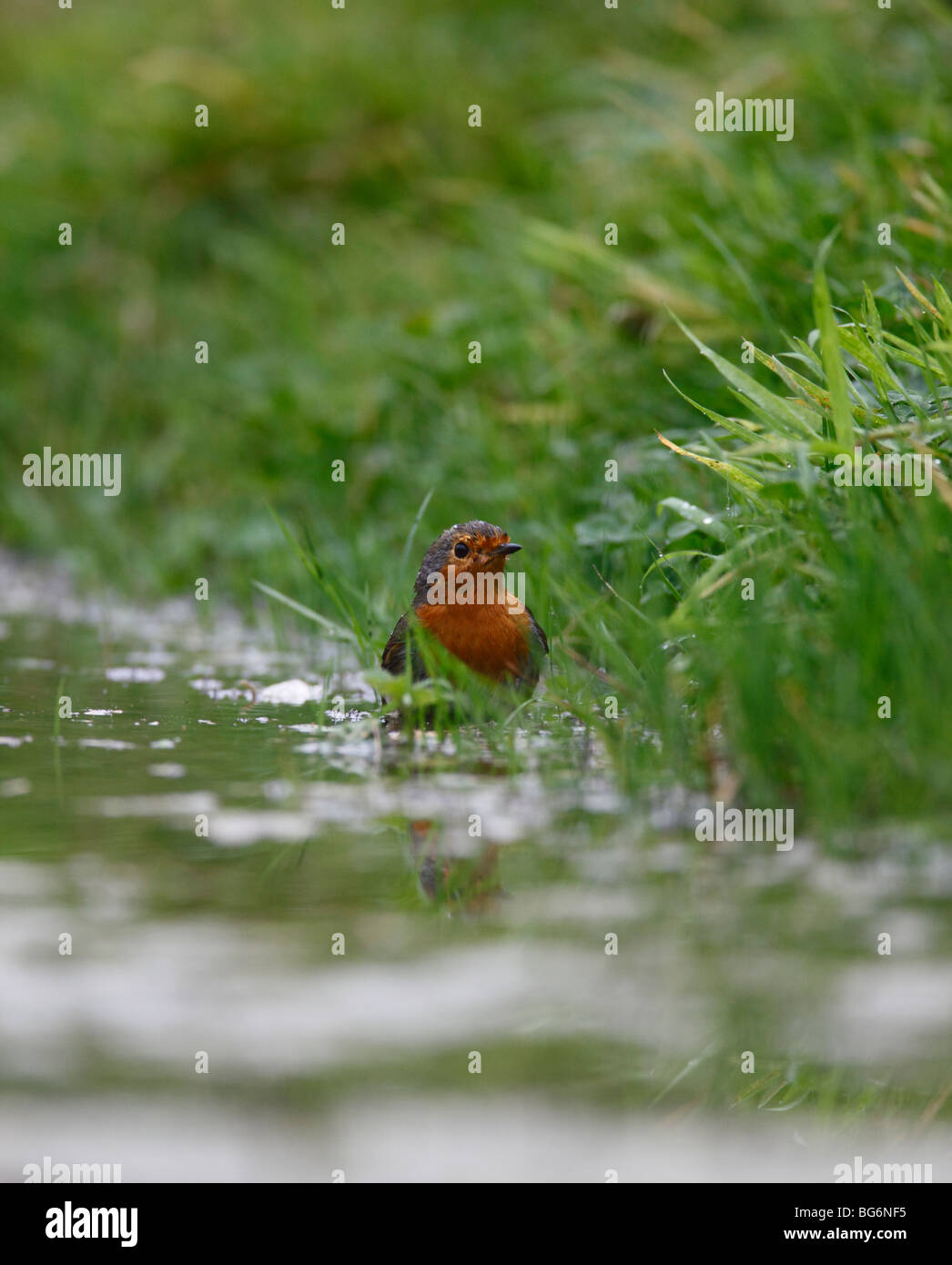 Bathing in garden pool hi-res stock photography and images - Alamy