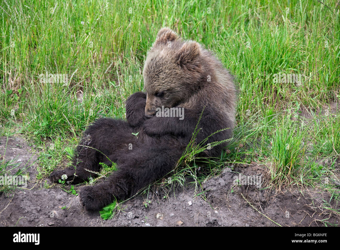 Brown bear sweden cub hi-res stock photography and images - Alamy