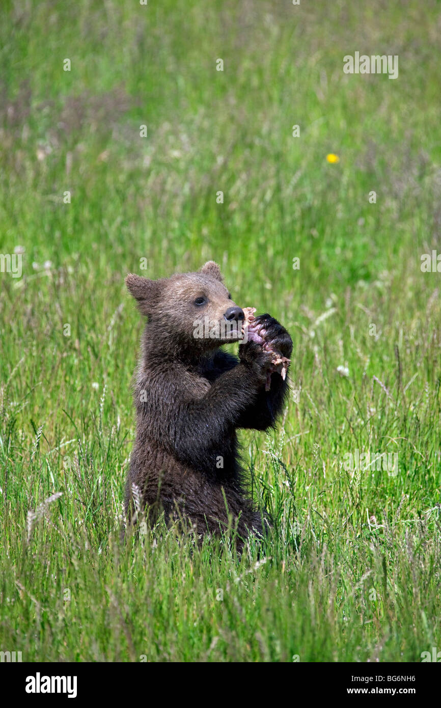 Bear cub in the meadow hi-res stock photography and images - Alamy