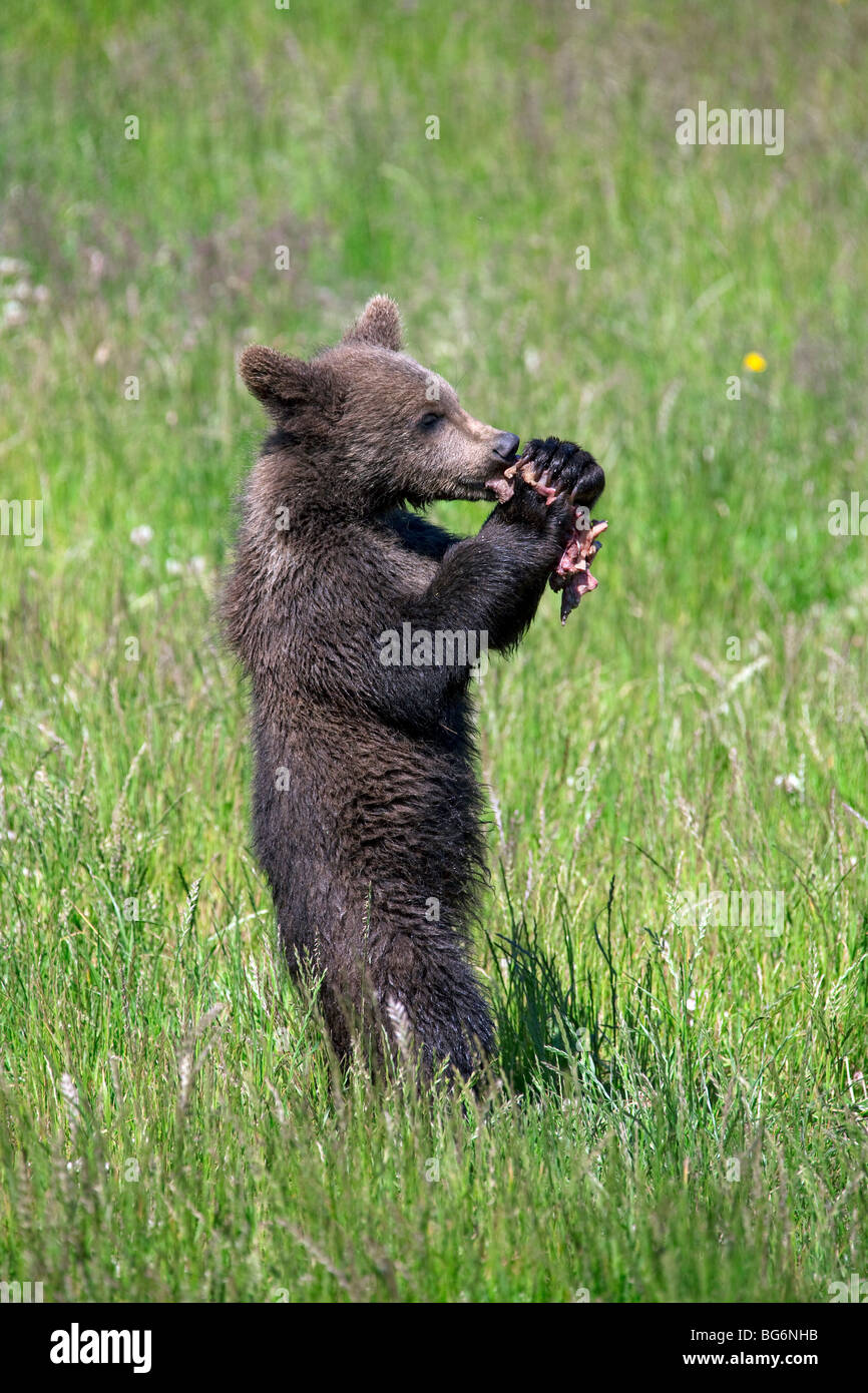 Koala Bear Eating Meat