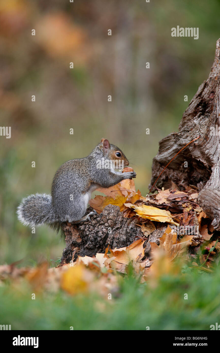 Grey squirrel scirius carolinensis hi-res stock photography and images ...