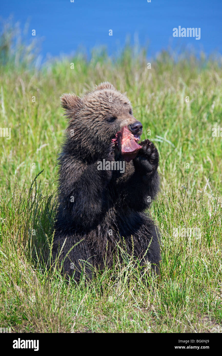 Brown bear cubs eating hi-res stock photography and images - Alamy