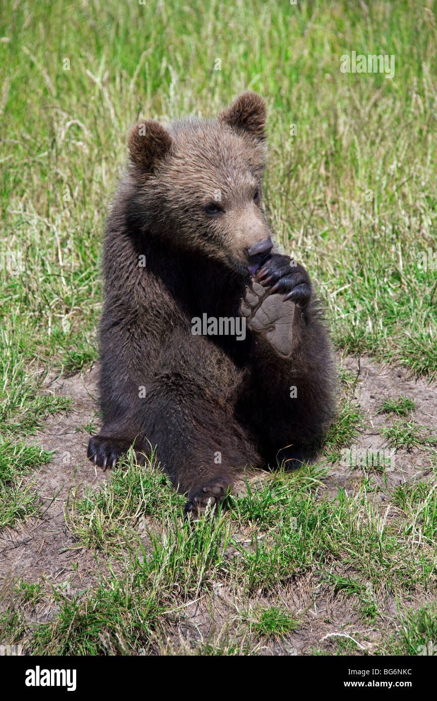 Bear foot hi-res stock photography and images - Alamy