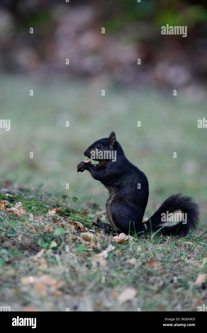 Scirius carolinensis black hi-res stock photography and images - Alamy