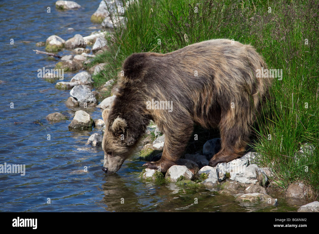 Drinking water lake hi-res stock photography and images - Alamy