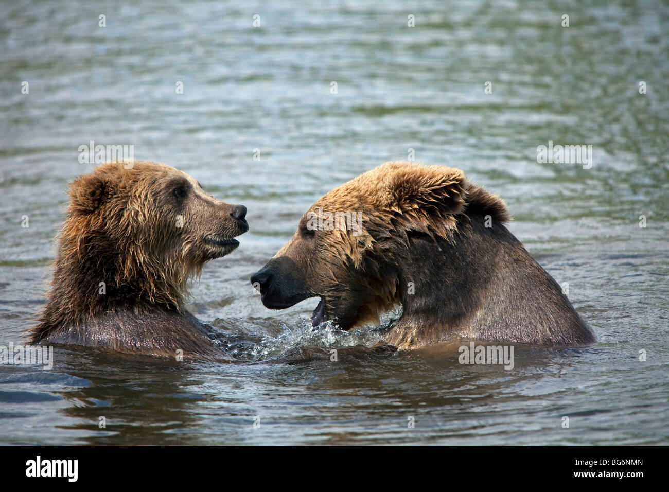 European brown bears hi-res stock photography and images - Alamy