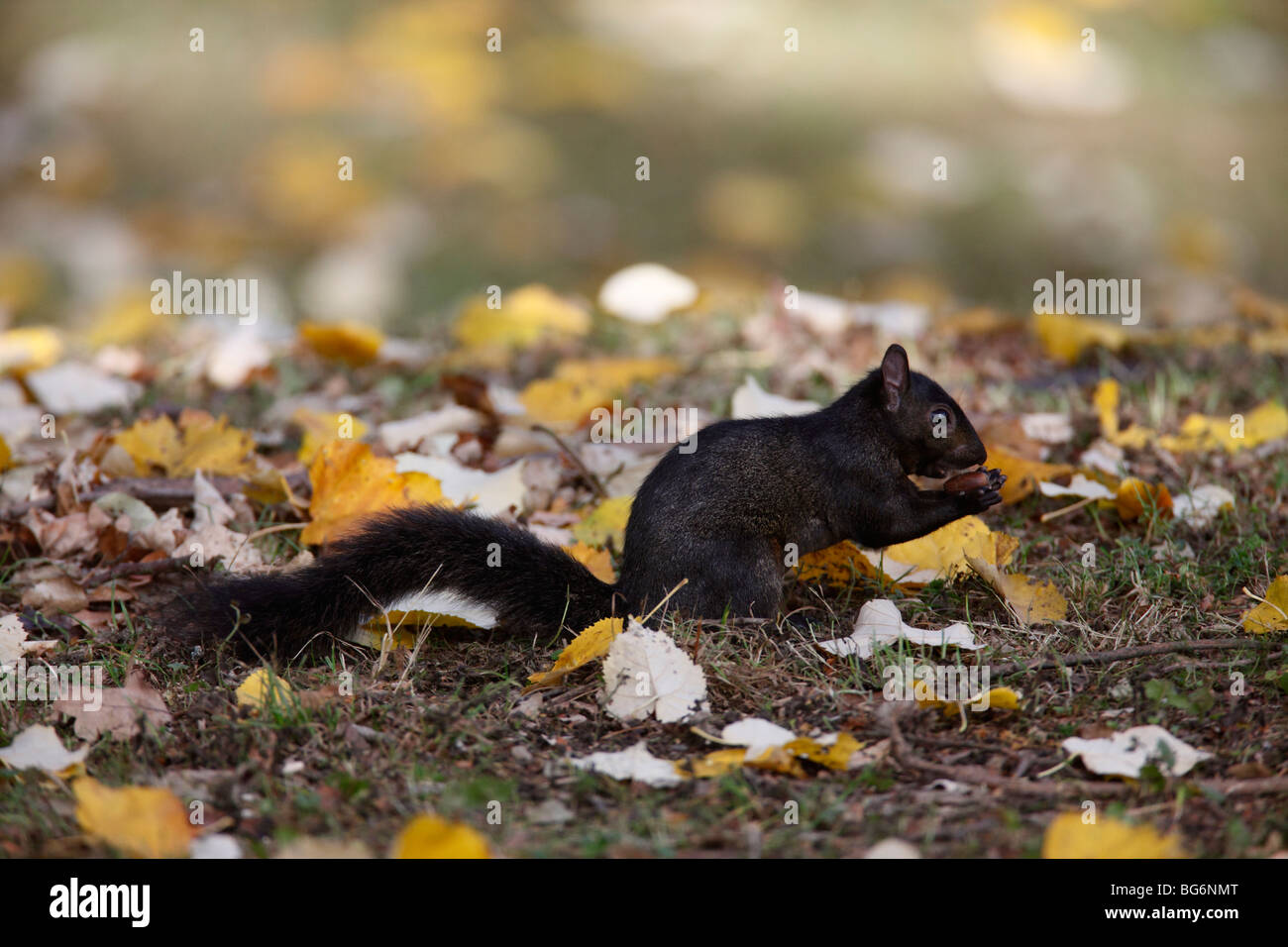 Grey squirrel scirius carolinensis hi-res stock photography and images ...