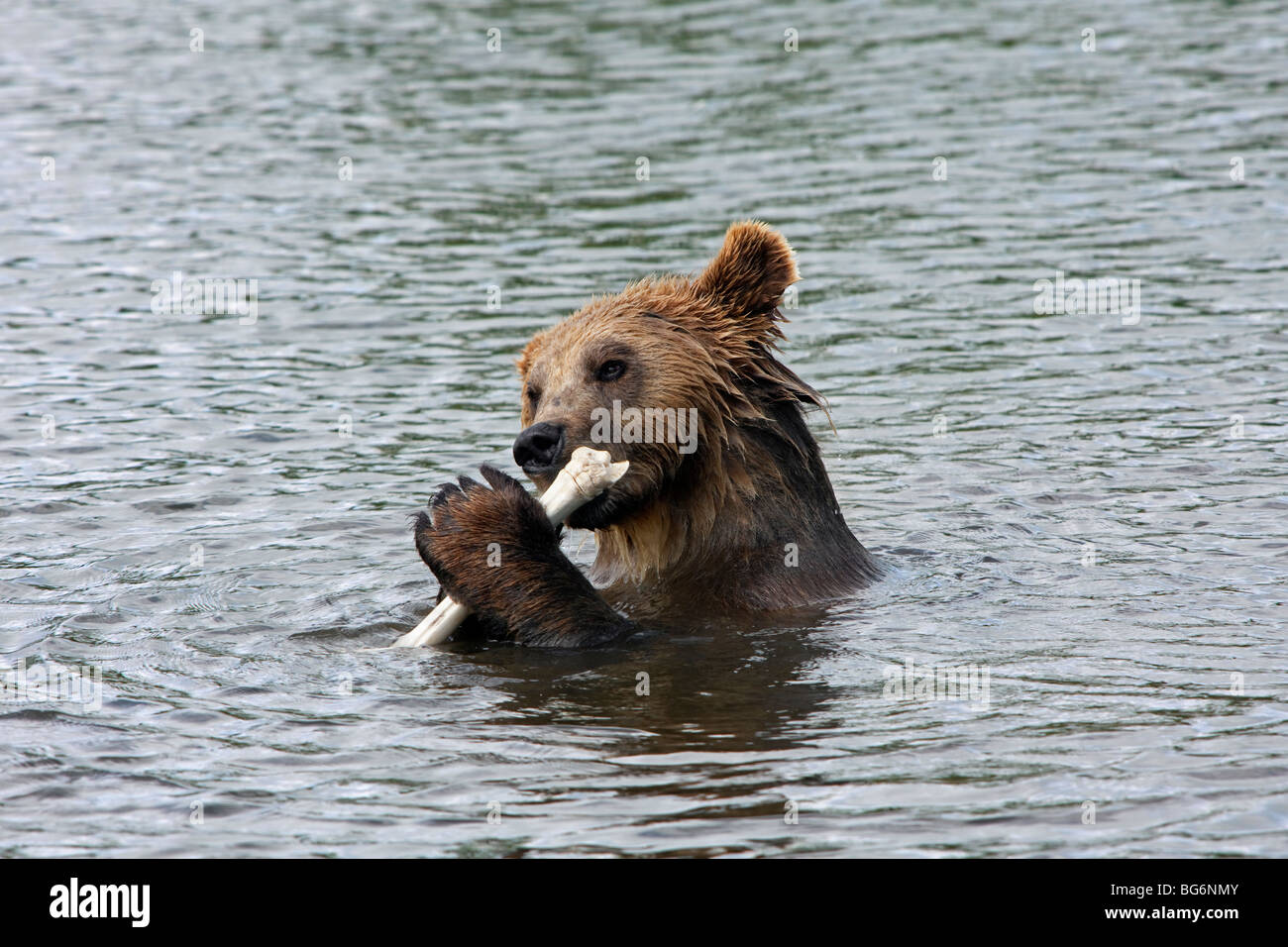 European brown bear (Ursus arctos) eating animal bone in water of lake ...