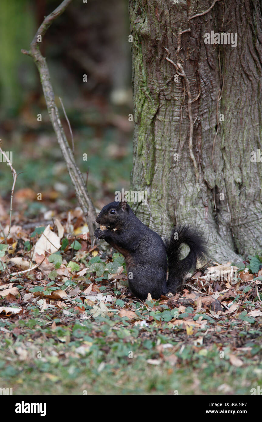 Grey squirrel scirius carolinensis hi-res stock photography and images ...
