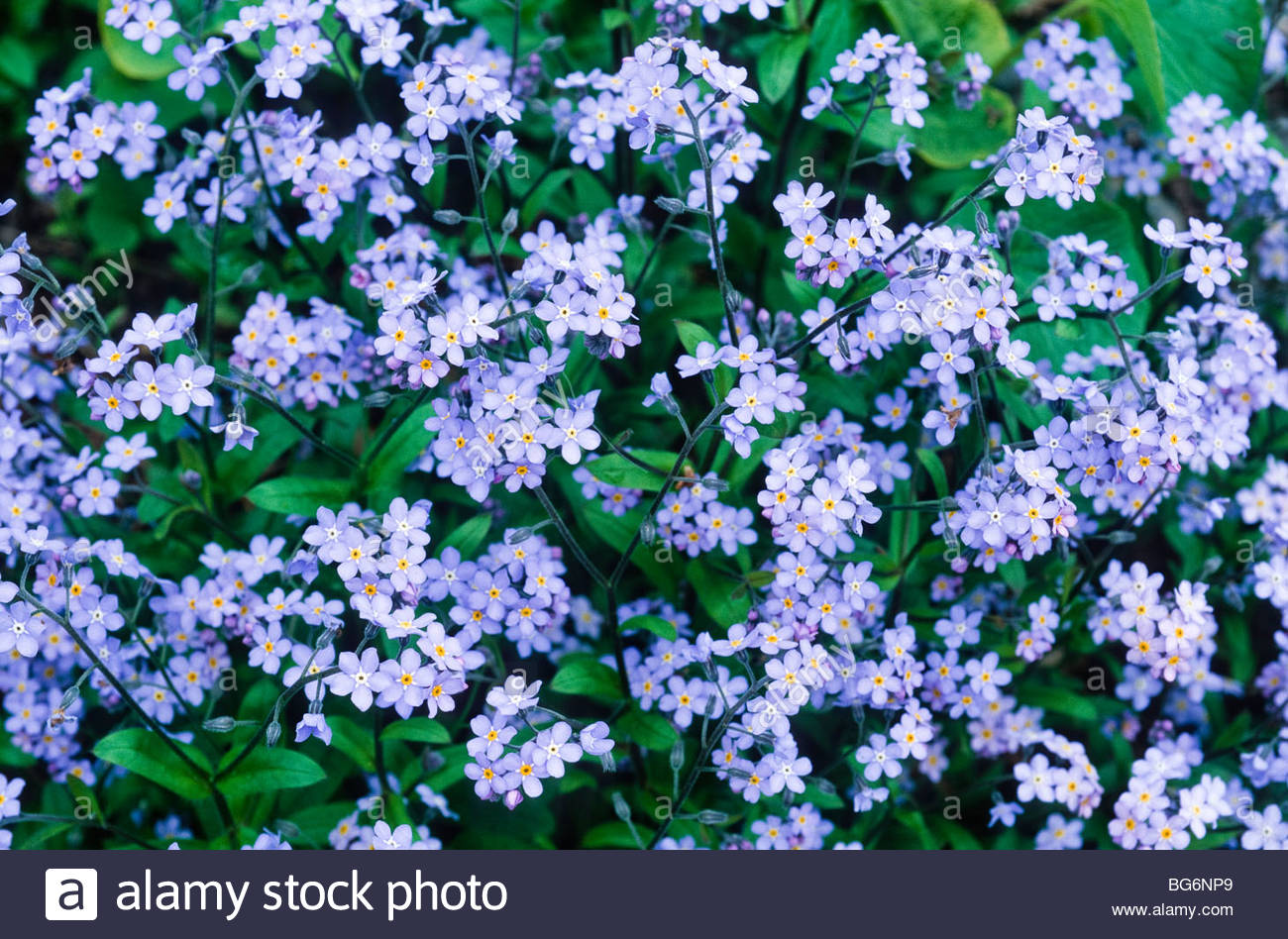 Alaska State Flower Stock Photos & Alaska State Flower Stock Images - Alamy