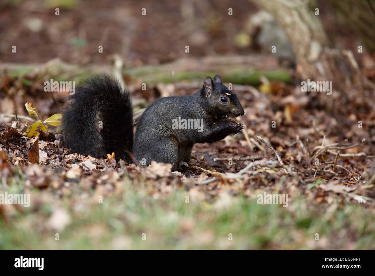 Mutant hi-res stock photography and images - Alamy