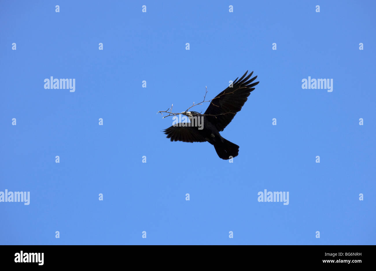 Rook (Corvus frugilegus) in flight carrying branches in the beak as ...