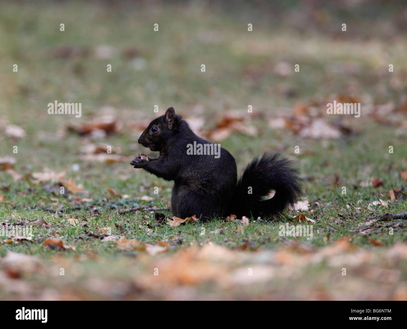 Grey squirrel (Scirius carolinensis) black mutant eating acorn Stock ...