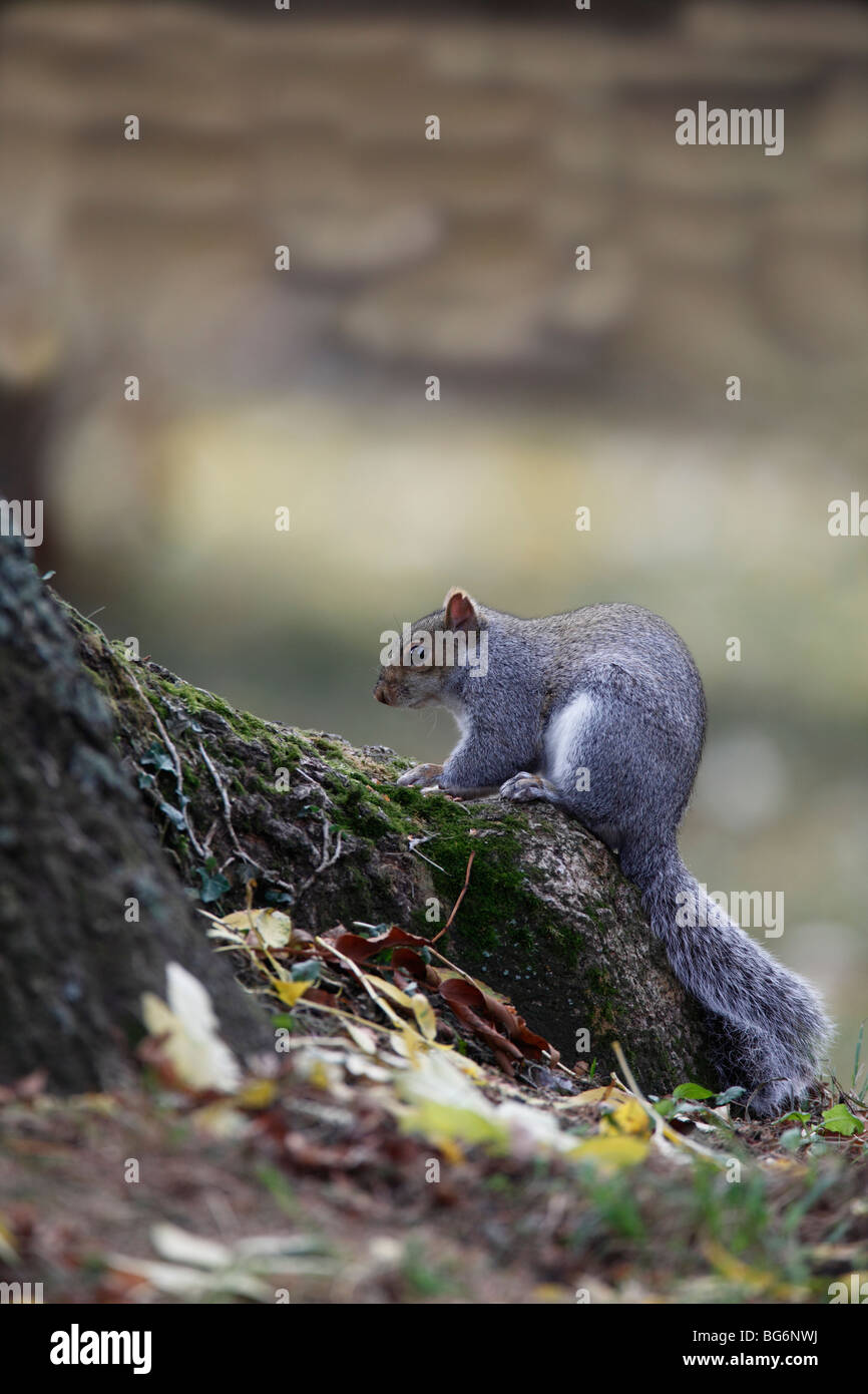 Ash tree root hi-res stock photography and images - Alamy