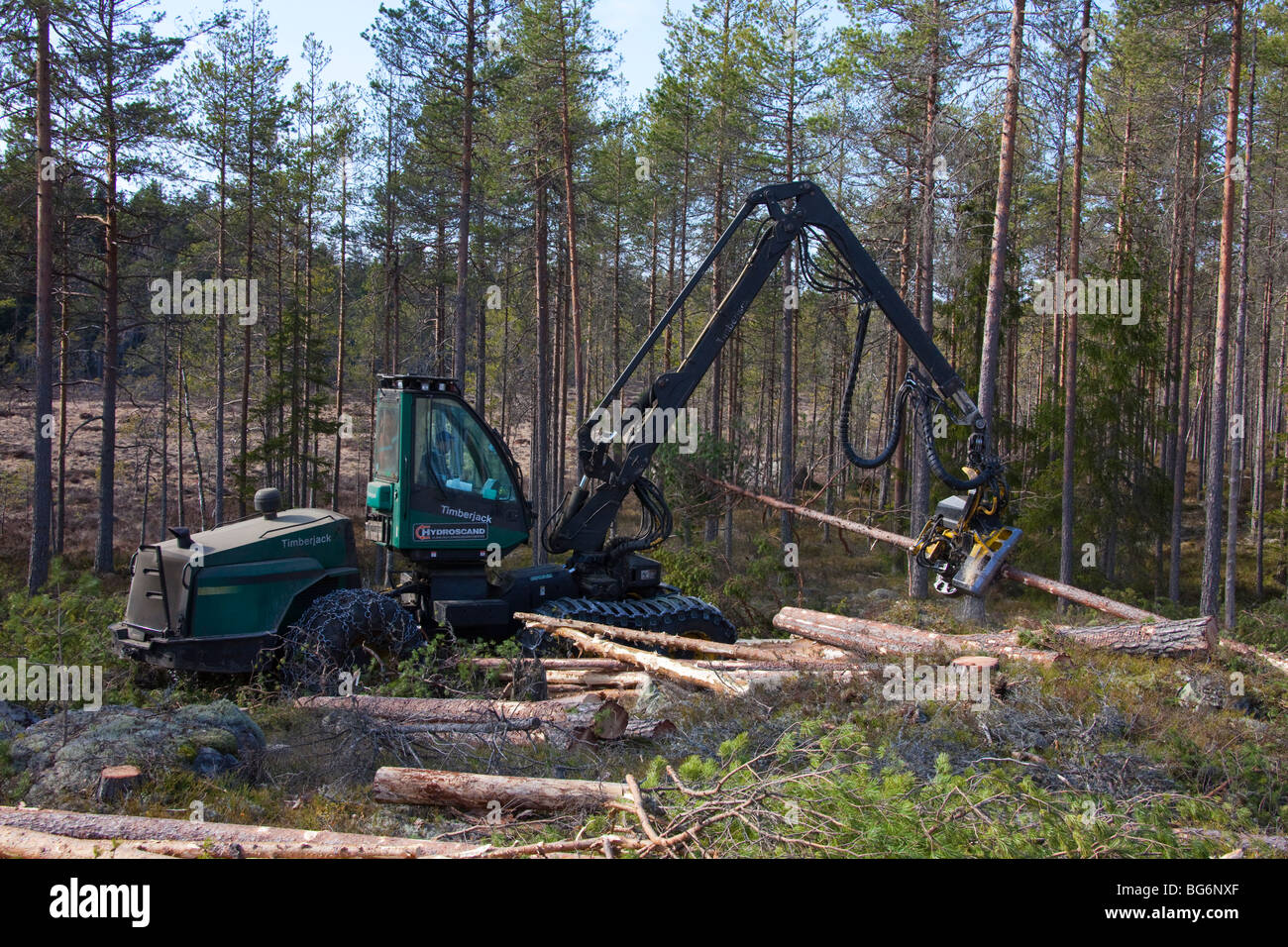 Logging industry showing timber / trees felled by forestry machinery ...