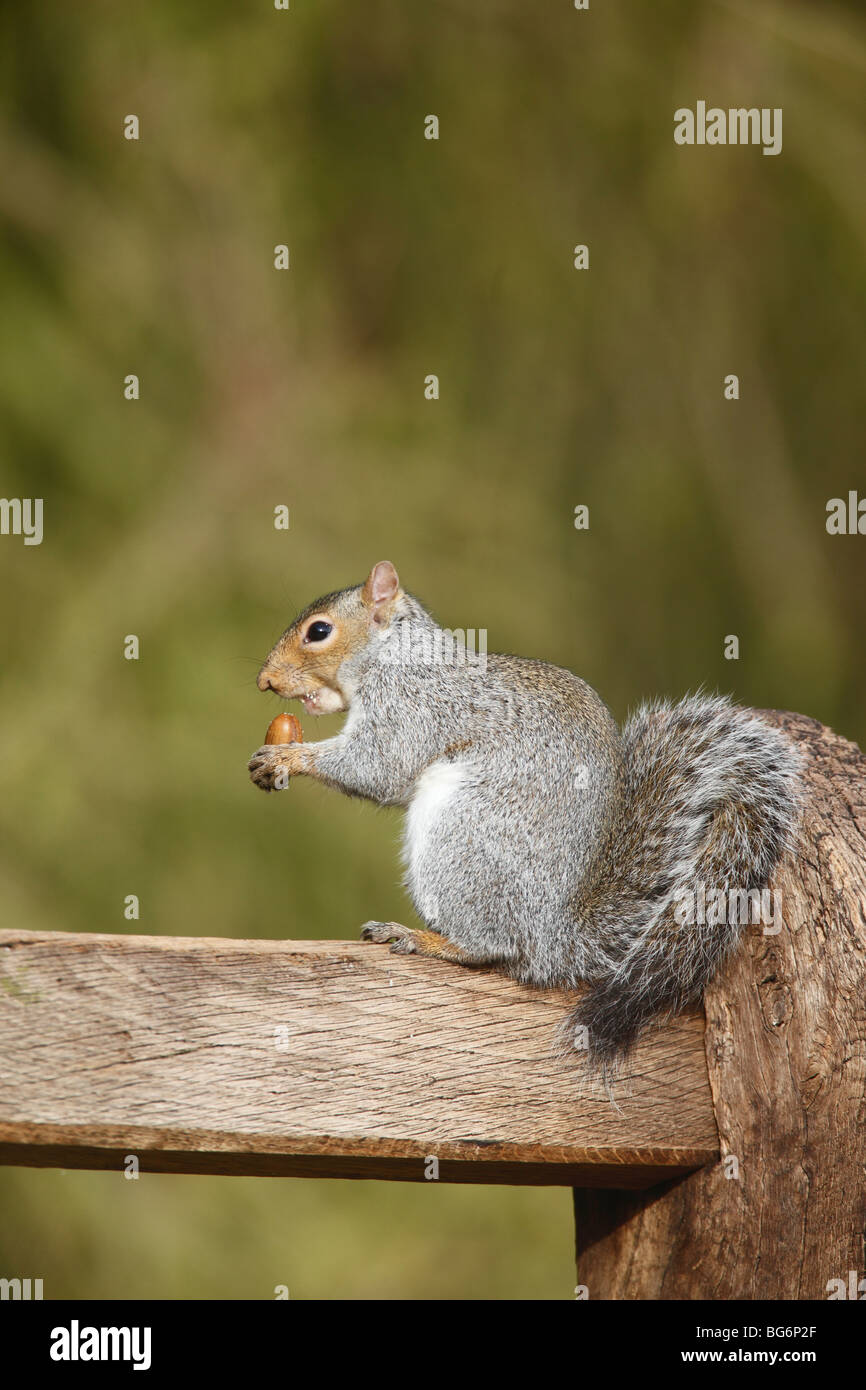 Grey squirrel (Scirius carolinensis) sitting on garden bench eating ...
