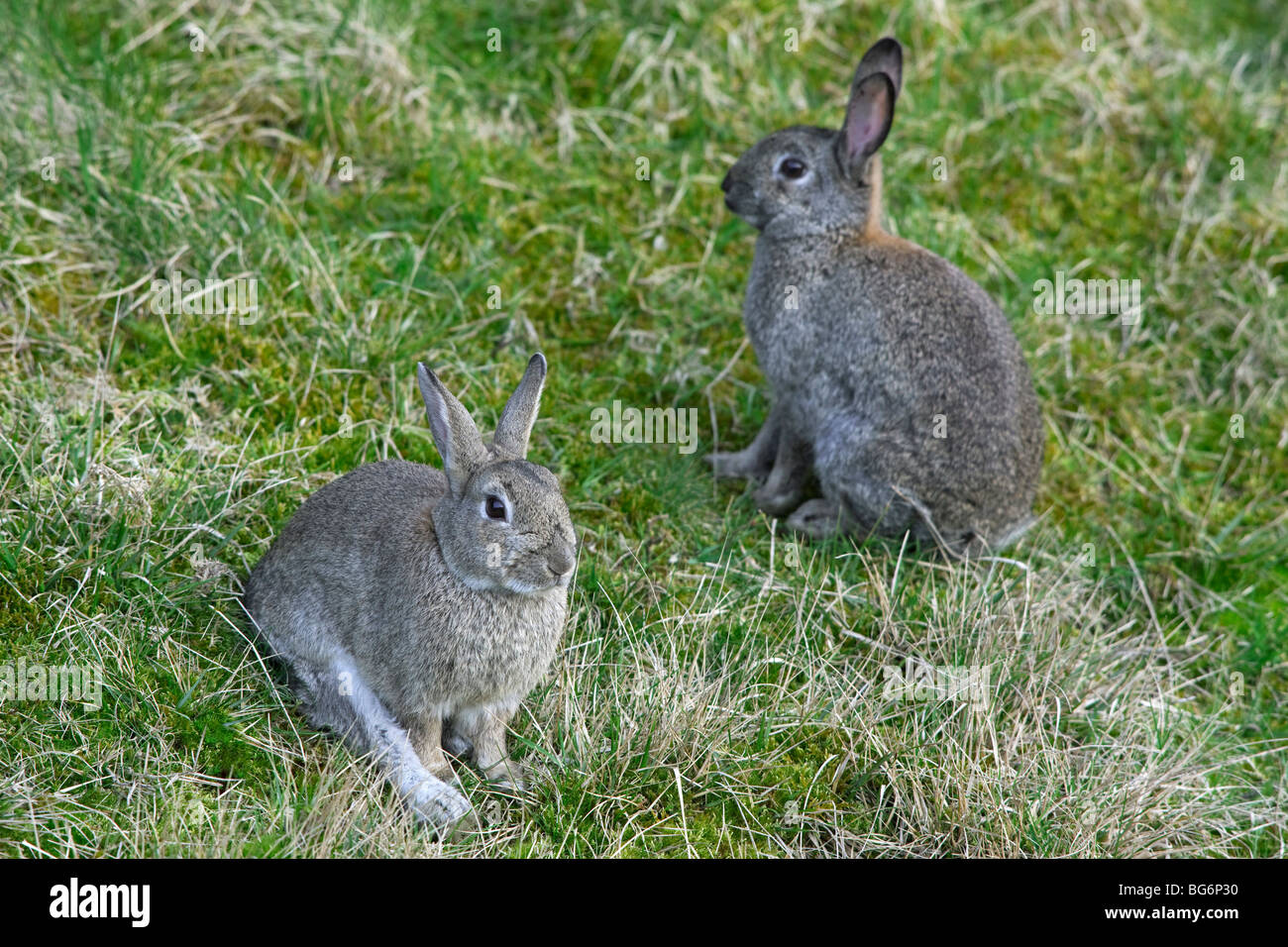 Two common European rabbits (Oryctolagus cuniculus) sitting in meadow ...