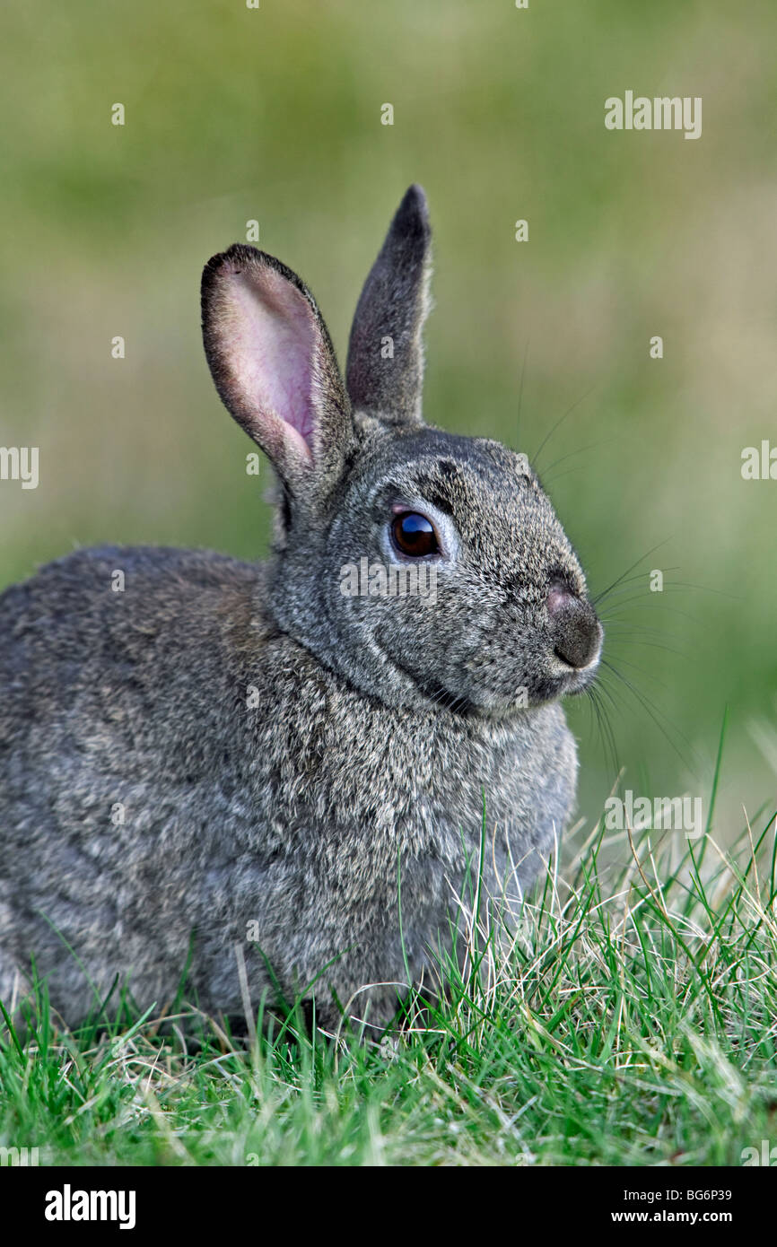 Common European rabbit (Oryctolagus cuniculus) sitting in meadow Stock ...