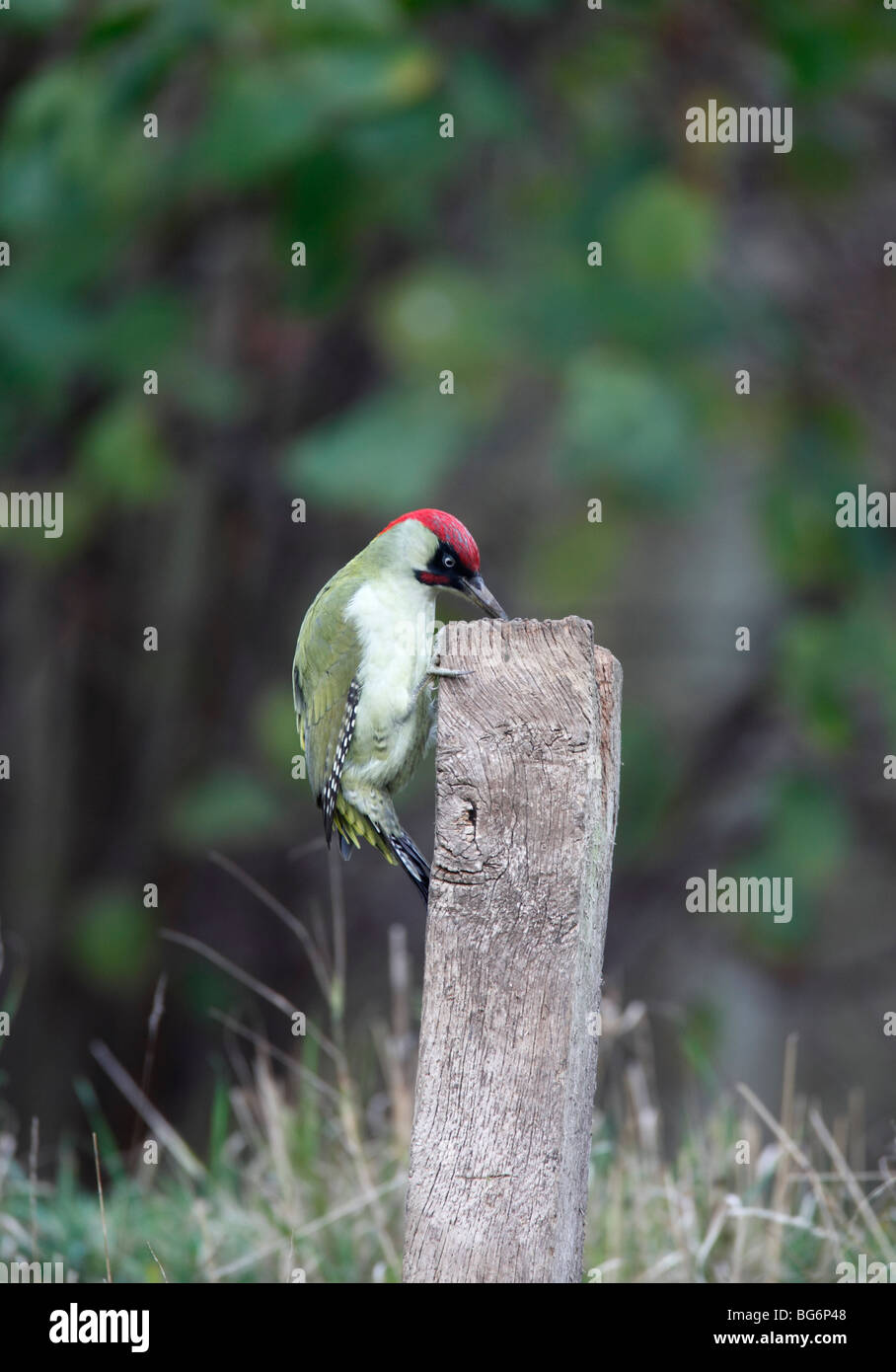 Green woodpecker (Picus viridis) male on post side view Stock Photo - Alamy
